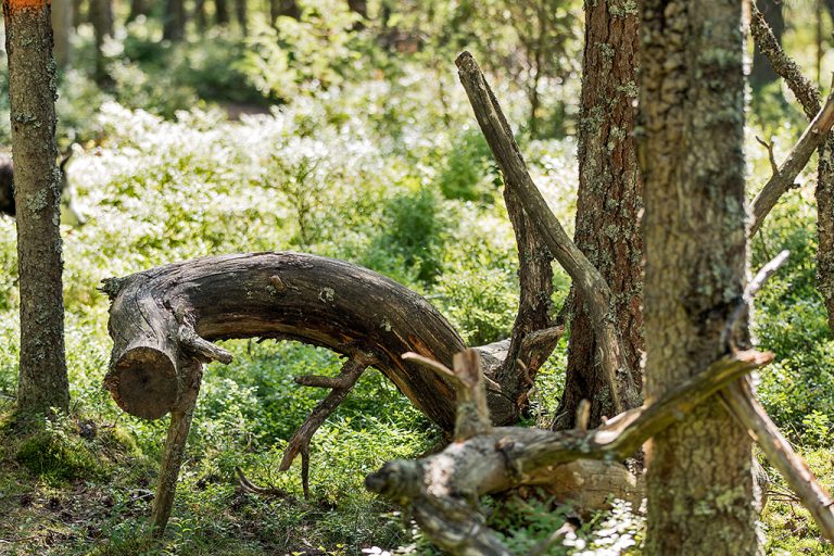 Naturreservat Gyllbergen – 40 Jahre Schutz → Tour2Discover